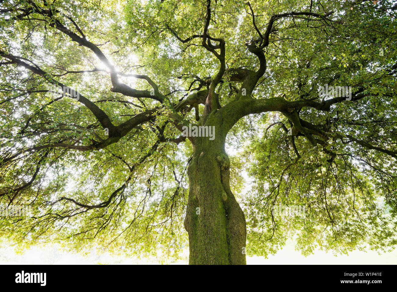 Holm Oak tree (Quercus Ilex), backlit, Bellaggio, Lake Como, Italy ...