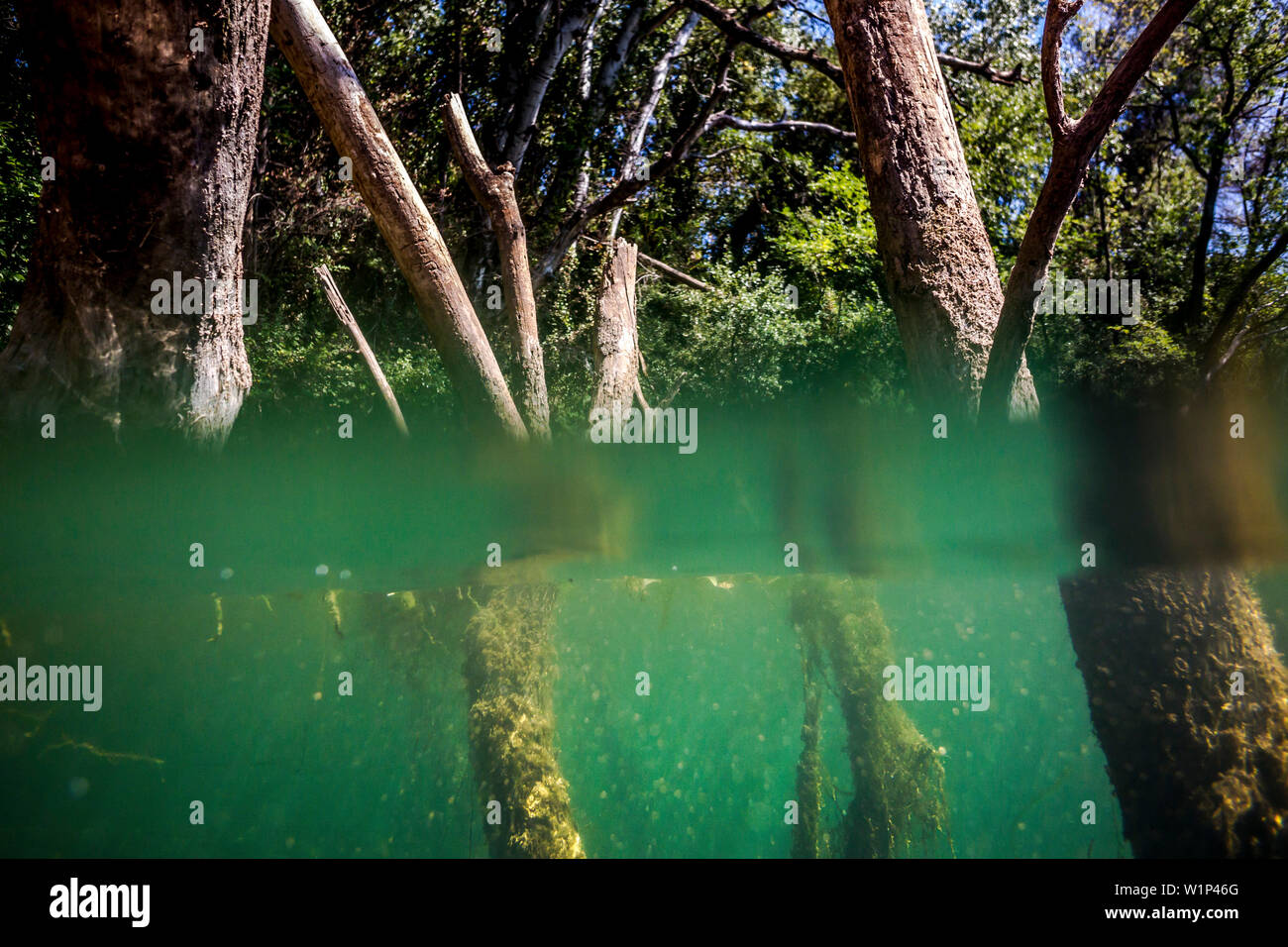 River landscape with tree trunks, partially underwater, summer, river ...
