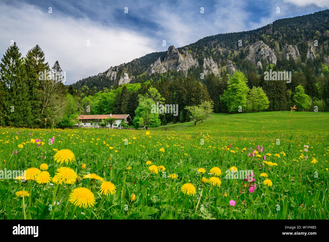 Alpine meadow with flowers, alpine hut and rocks in background ...