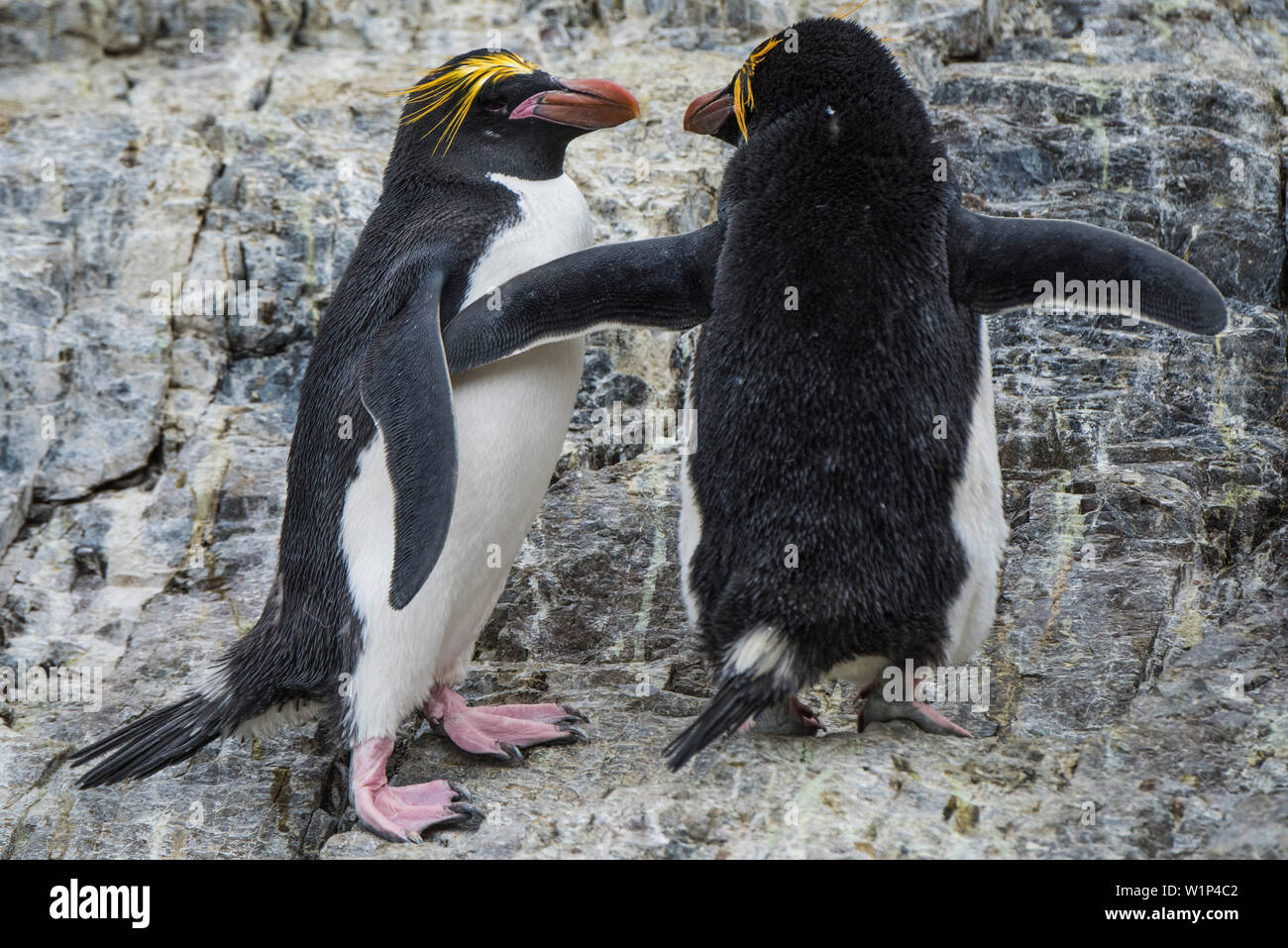 Two Macaroni penguins (Eudyptes chrysolophus) stand on a sloping rock ...