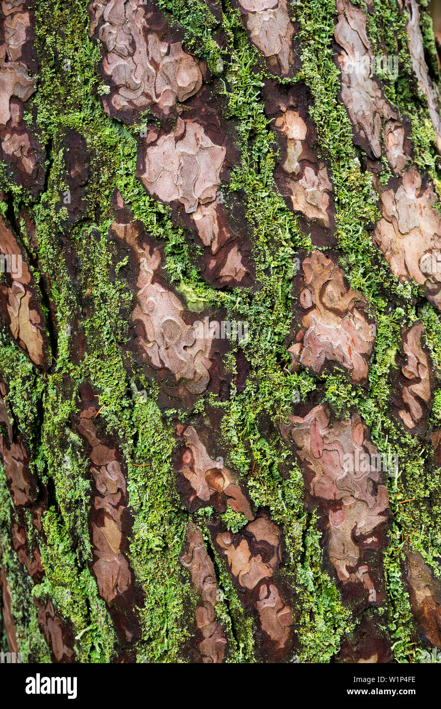 Bark of a pine tree, Pinus spec., with green lichen, Germany, Europe ...