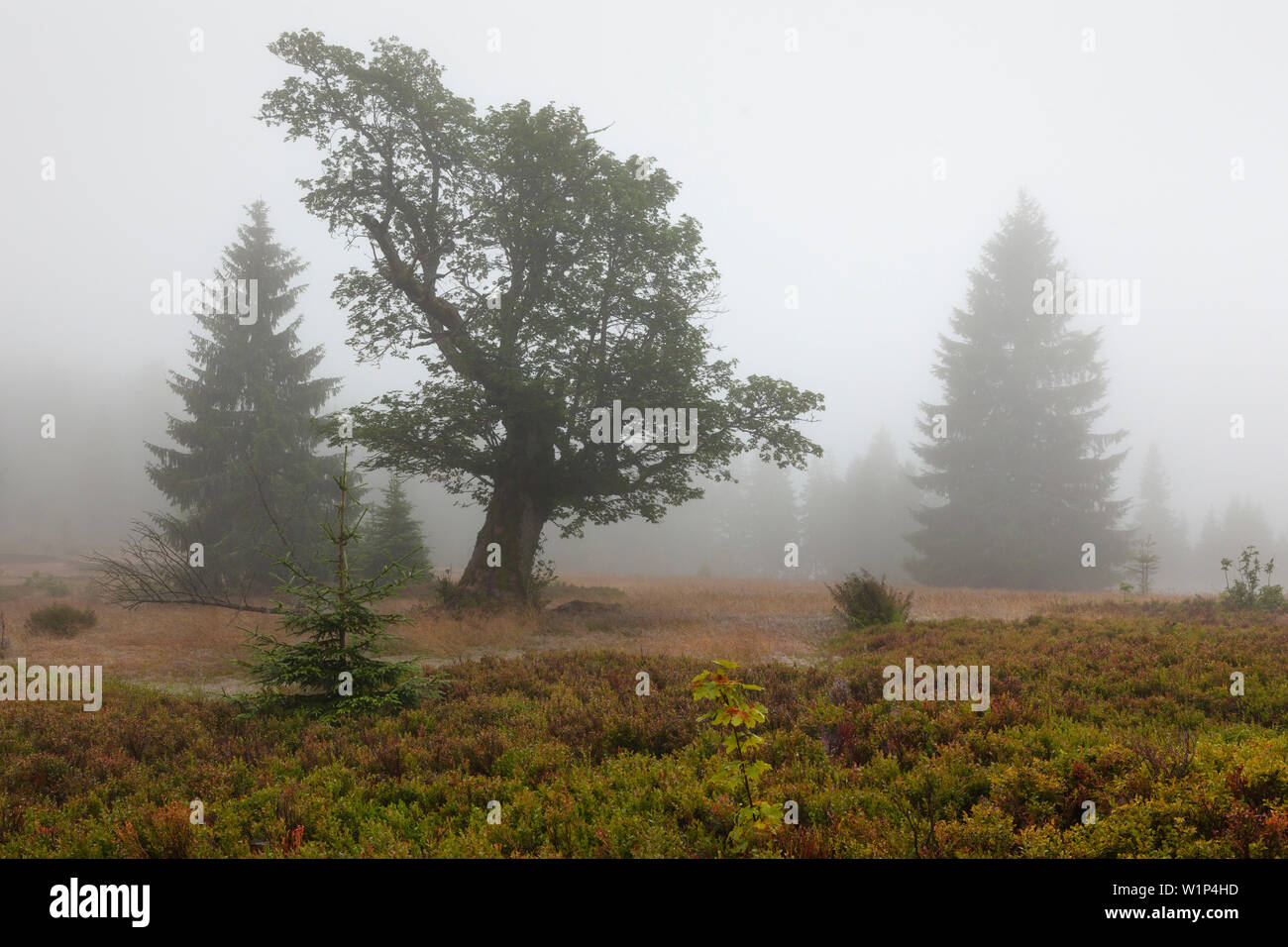 Old maple at the meadows of Ruckowitzschachten, forest in mist at the ...