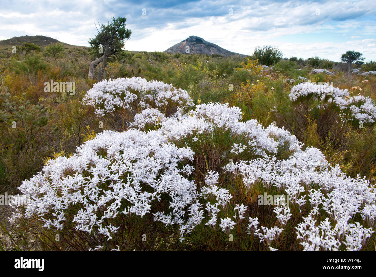 Smoke bush in Cape le Grand National Park in Western Australia Stock ...
