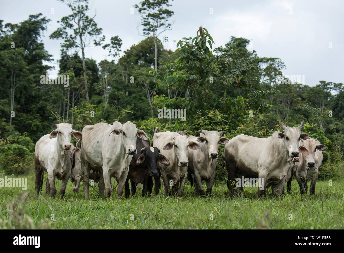 Zebu bos indicus south america hi-res stock photography and images - Alamy