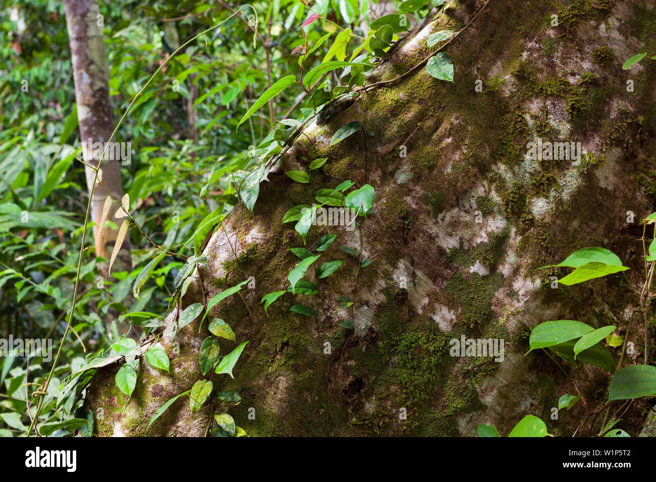 Buttress tree roots in rainforest Stock Photo - Alamy