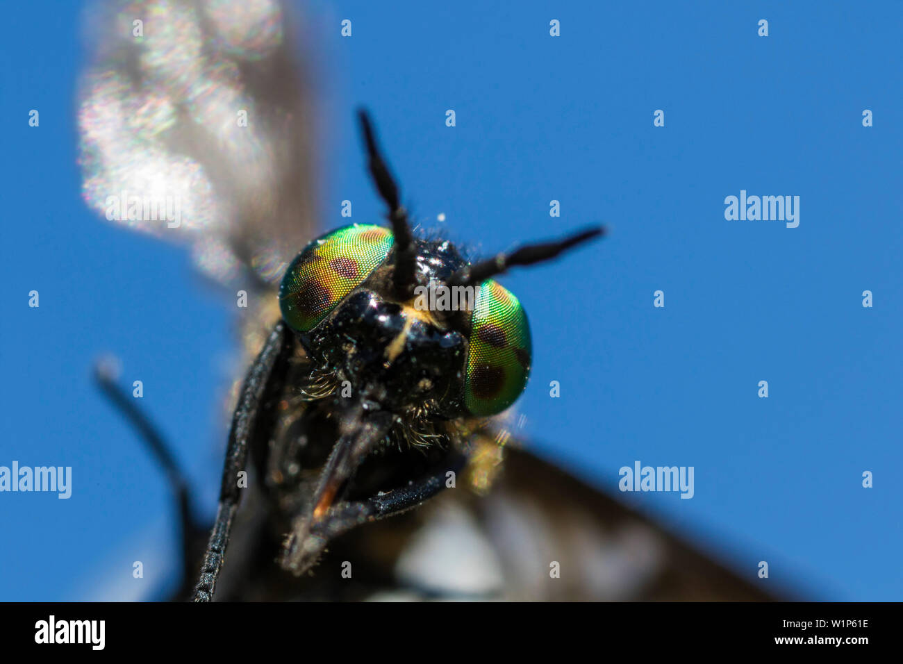 Twin lobed deerfly hi-res stock photography and images - Alamy
