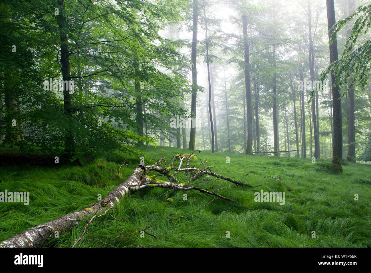 Beech forest, Fuerstlich Lowwensteinscher Park, Spessart Nature Park ...