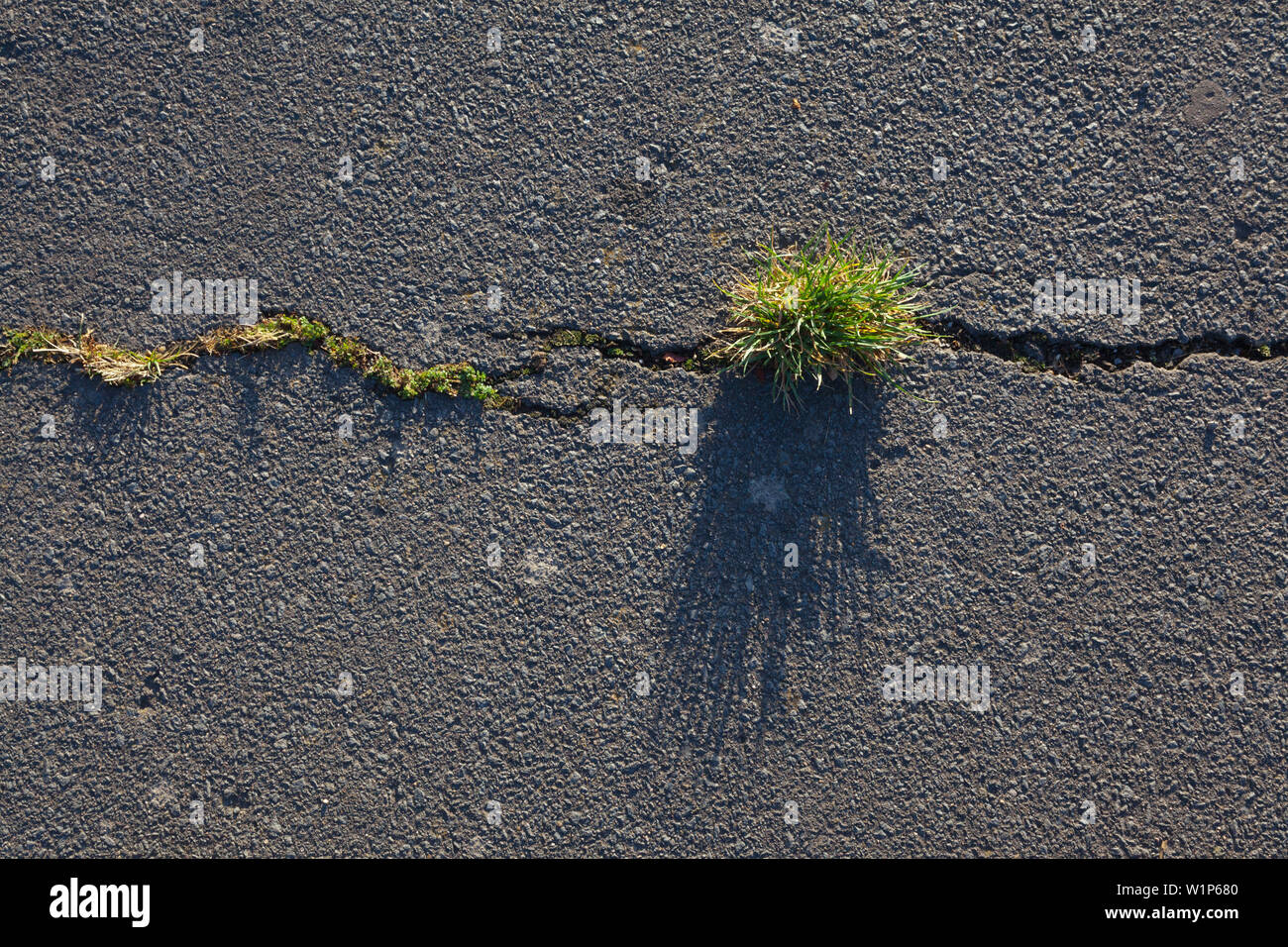 Grass growing through a crack in the asphalt surface Stock Photo - Alamy