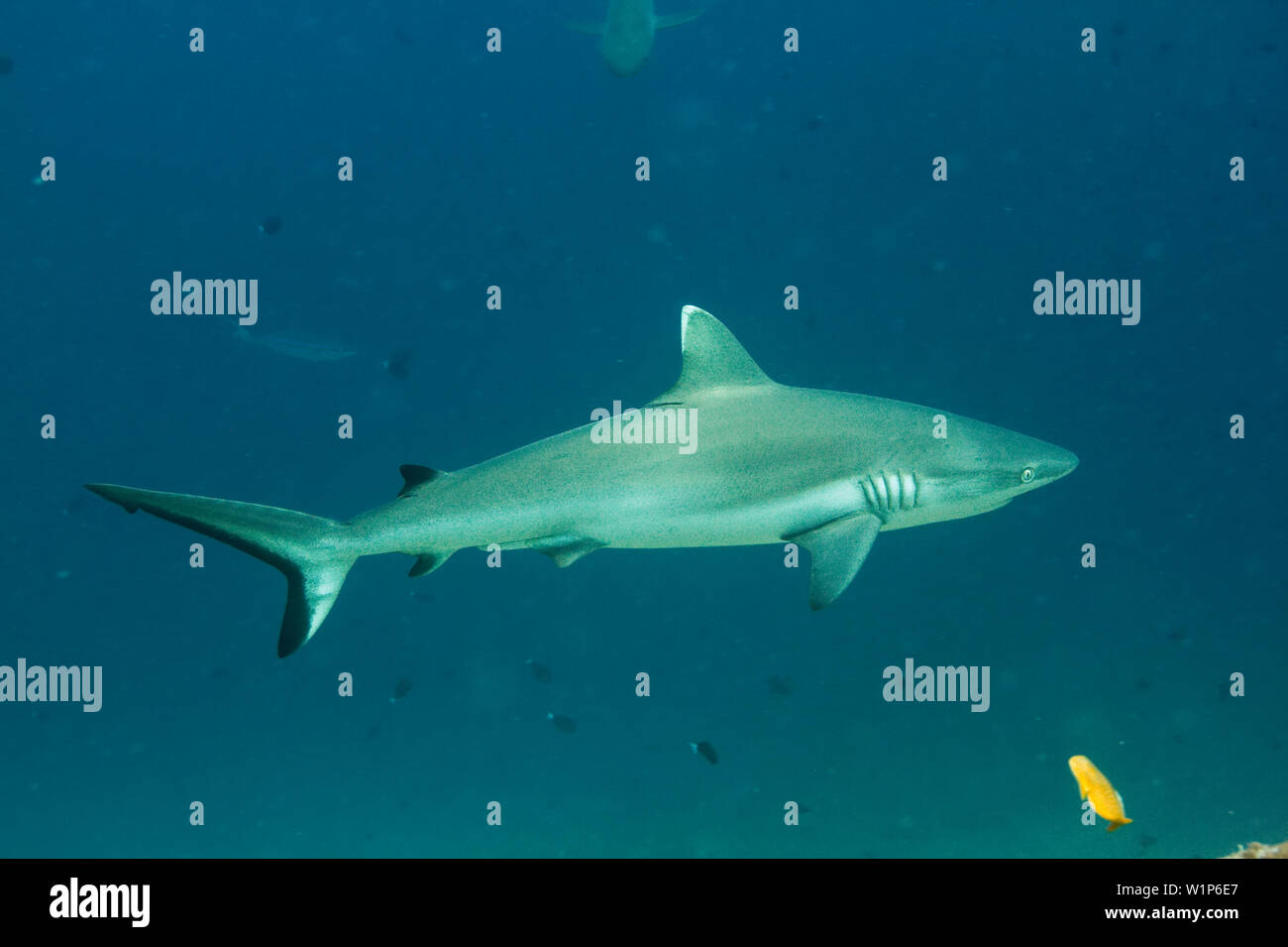 Grey reef shark (Carcharhinus amblyrhynchos) Indian Ocean, Maldives ...