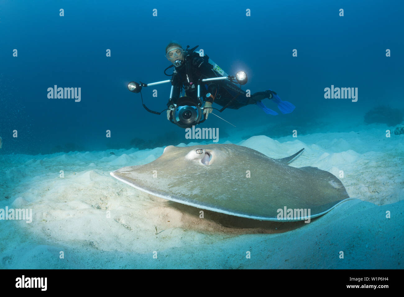 Pink Whipray, Himantura fai, Raja Ampat, West Papua, Indonesia Stock ...