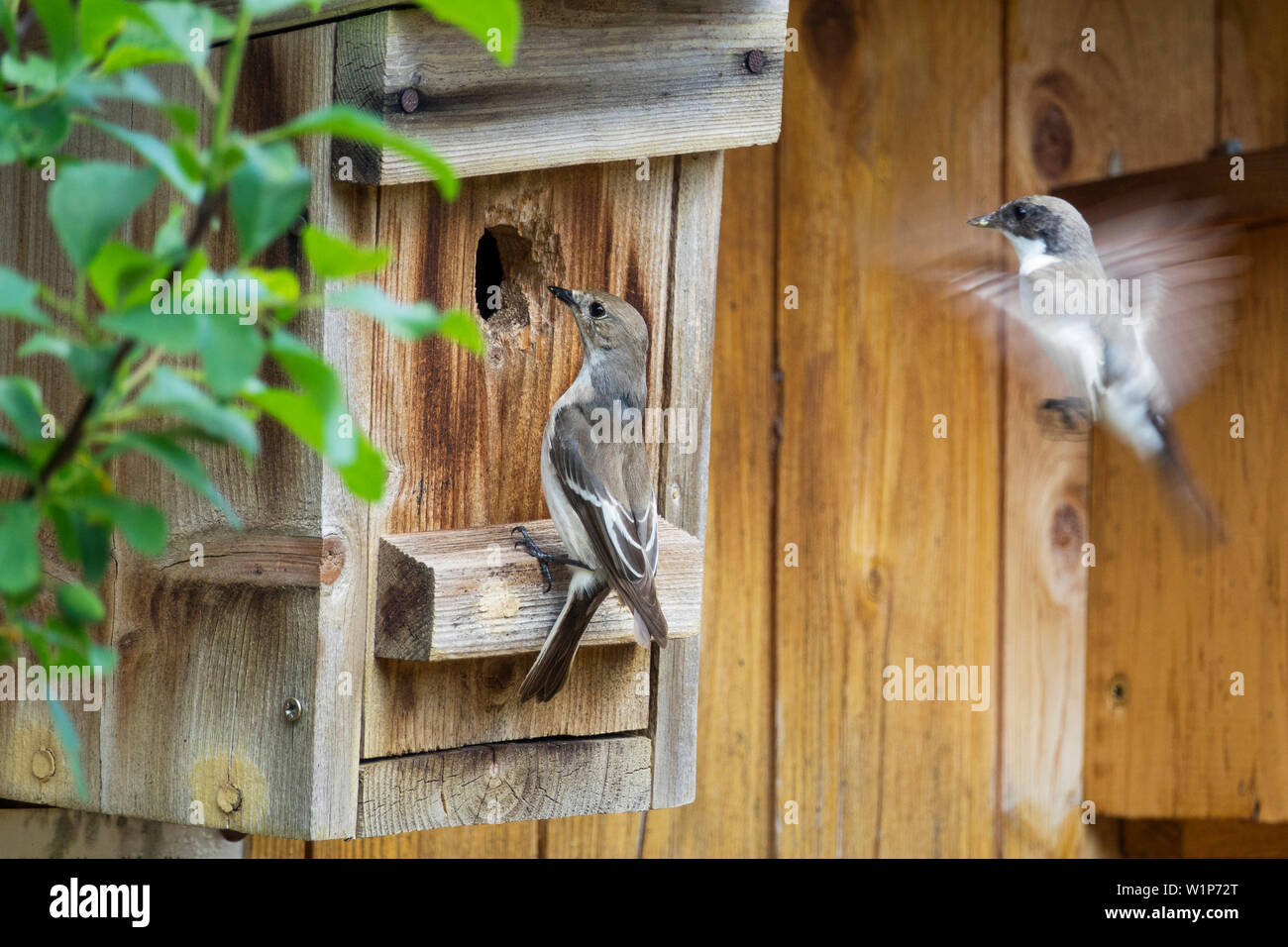 Pied Flycatcher, pair at nest box, Ficedula hypoleuca, Germany, Europe ...