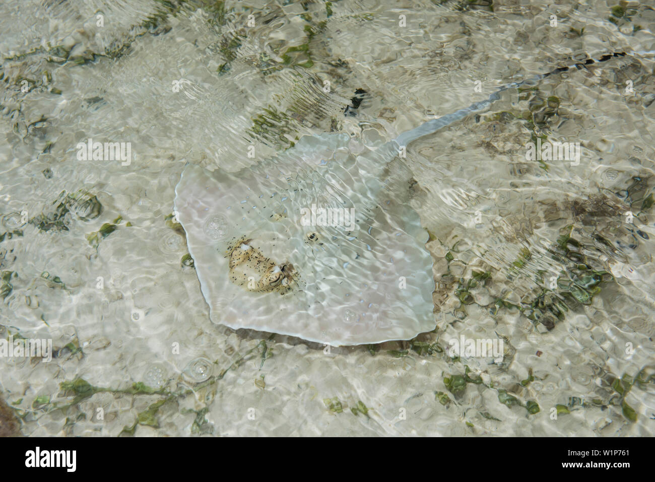 A well-camouflaged, sand-colored skate (family Rajidae) swims in ...