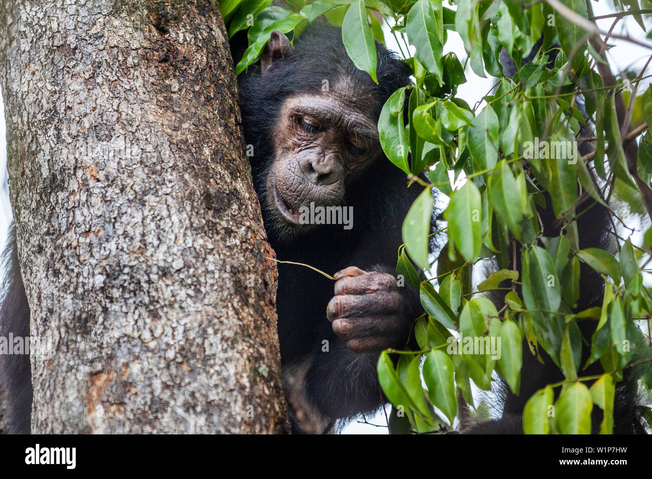 Young Chimpanzee fishing for ants with stick, Pan troglodytes, Mahale ...