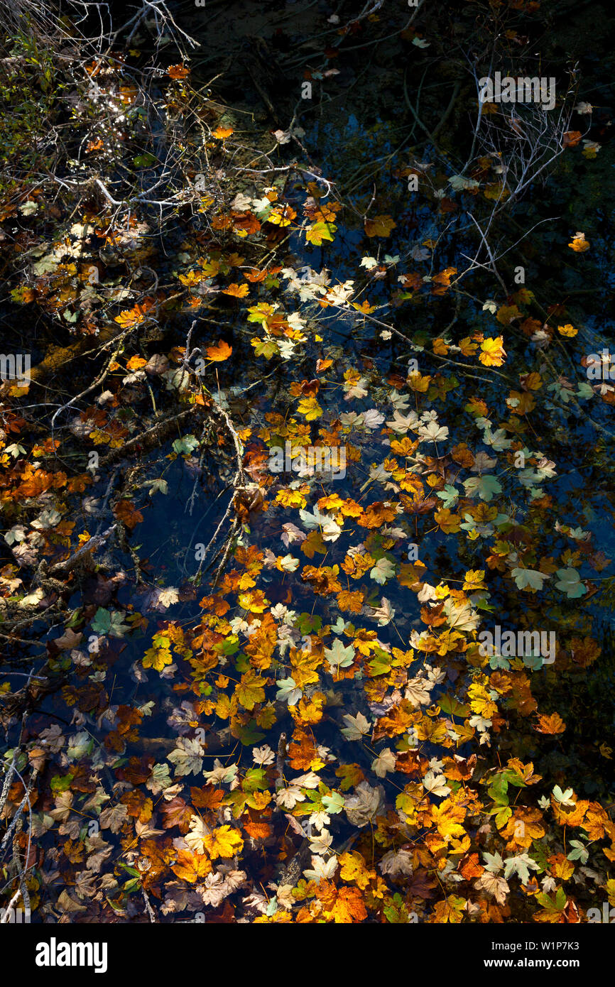 MAPLE - ARCE, Plitvice lakes National Park, Lika region, Croacia ...