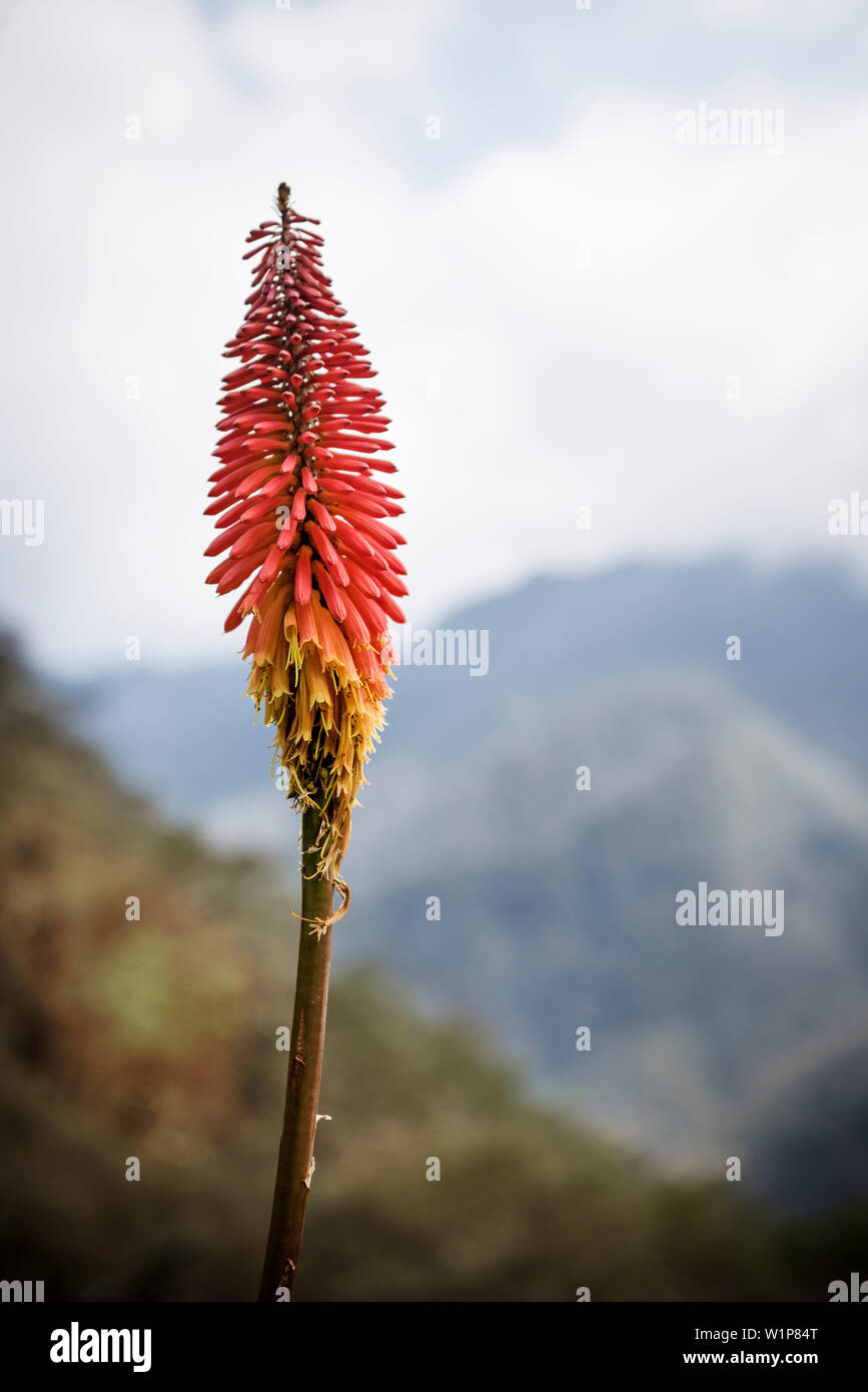 colourful blossom of plant at Cocora Valley, Salento, UNESCO World ...