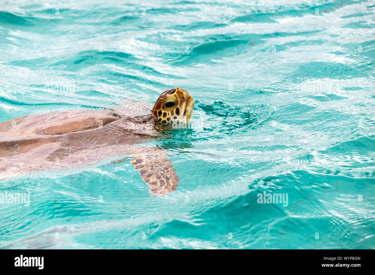 Tobago cays turtle hi-res stock photography and images - Alamy