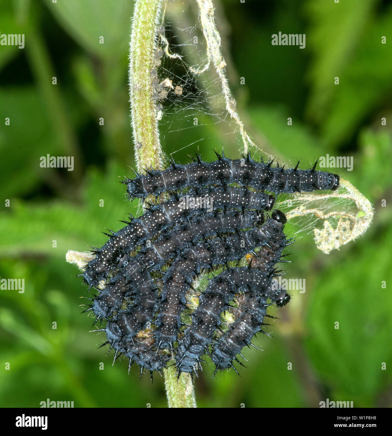 Several larvae in a web feeding on Nettles Stock Photo - Alamy