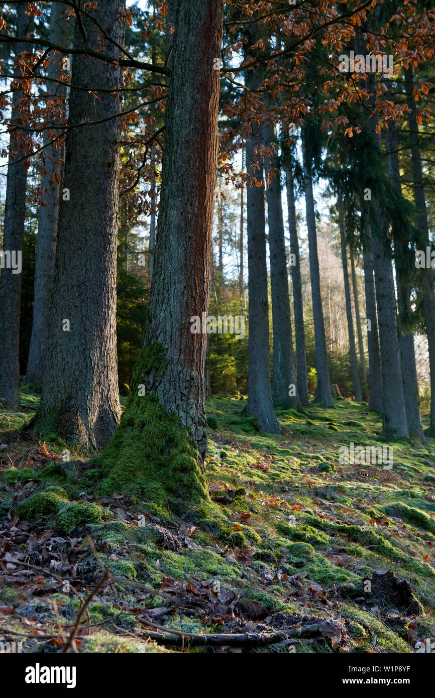 An oak tree (Quercus petraea) between spruce trees (Picea abies) near ...