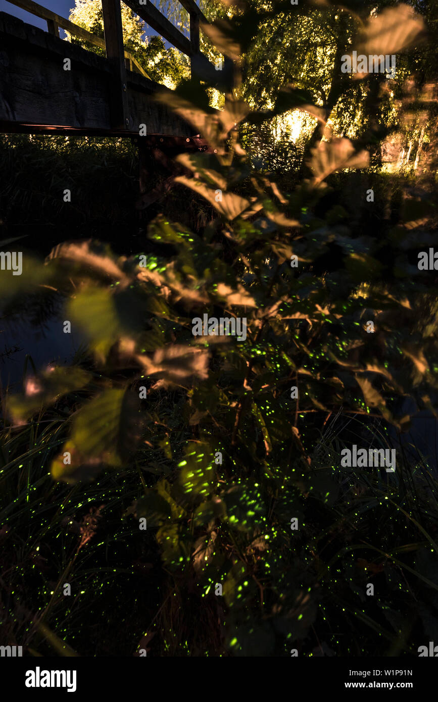 Bridge and river in the evening with fireflies, Spreewald, cultural ...