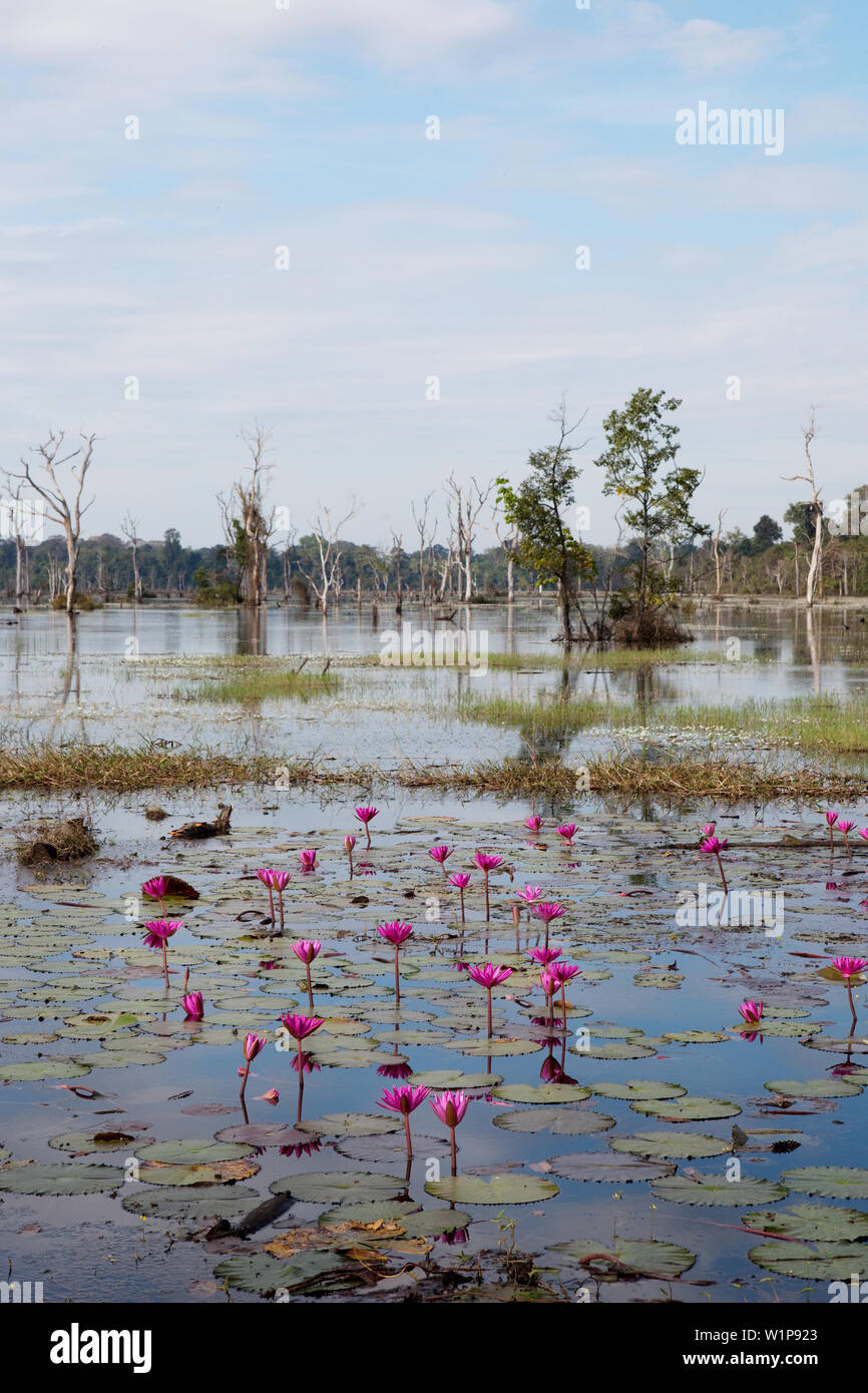 lotus flowers at a lake on the grounds of Angkor Wat, Angkor Wat, Sieam ...