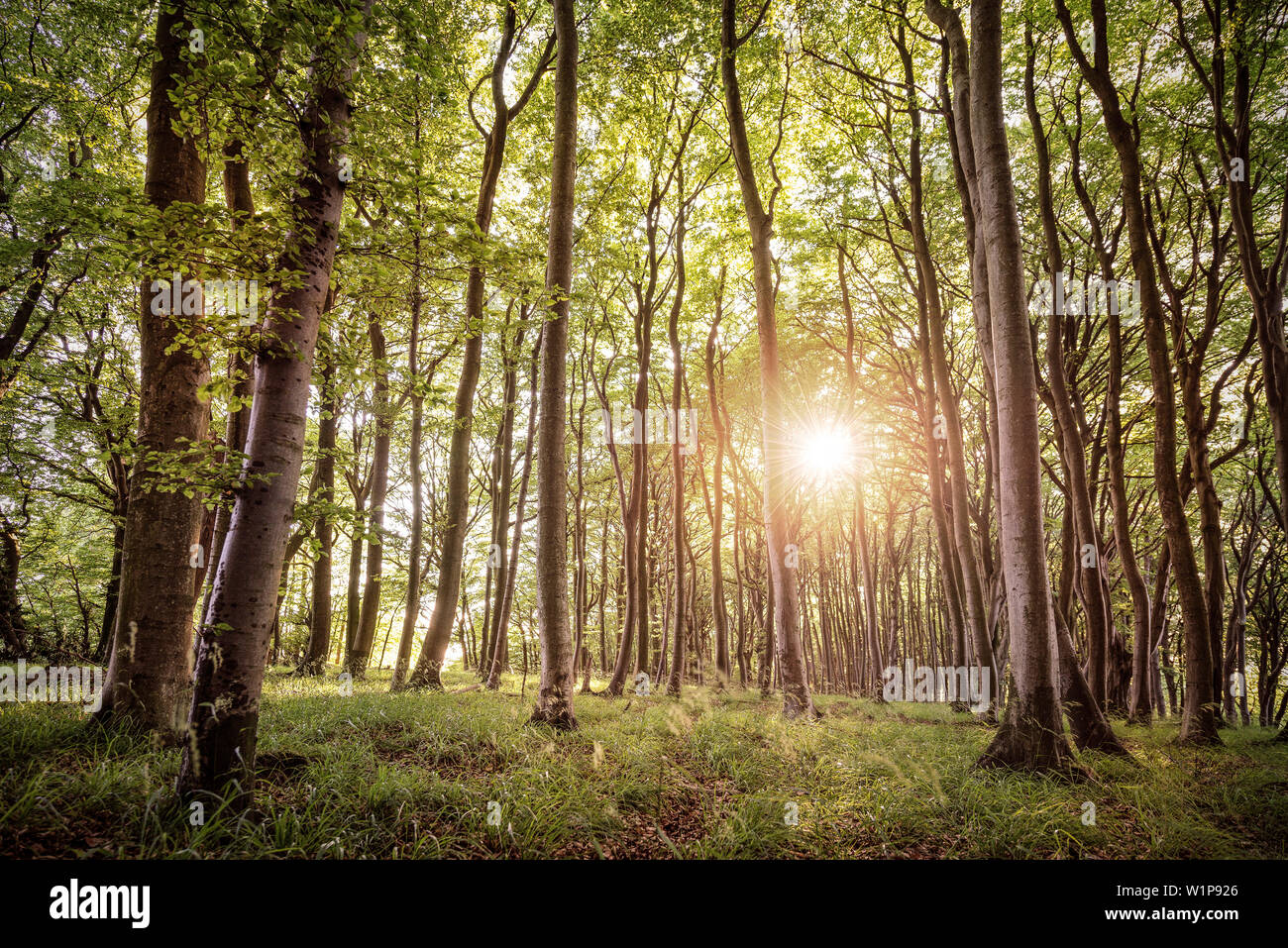 UNESCO World Heritage Old Beech Groves of Germany, Jasmund National ...