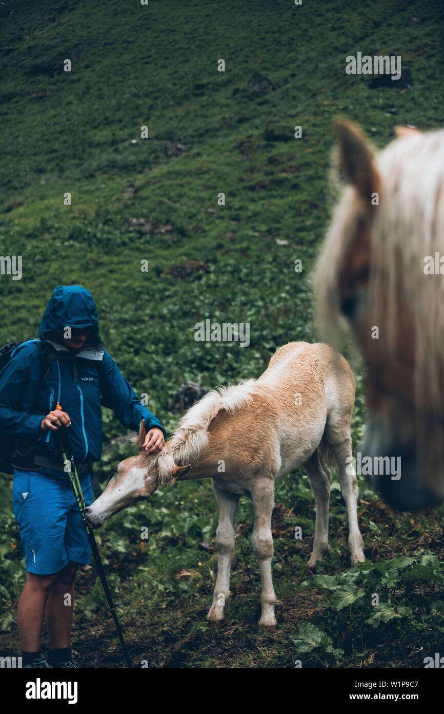 Climber with Haflinger horse, E5, Alpenüberquerung, 2nd stage, Lechtal ...