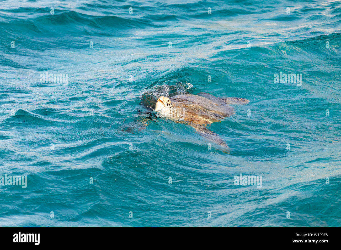 Tobago cays turtle hi-res stock photography and images - Alamy
