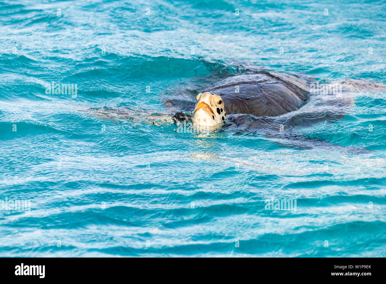 Tobago cays turtle hi-res stock photography and images - Alamy