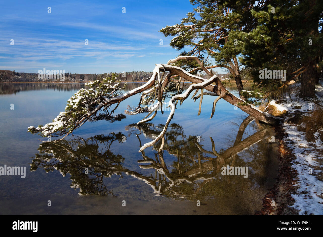 Pine tree at lake in autumn, Pinus sylvestris, Großer Ostersee, Upper ...