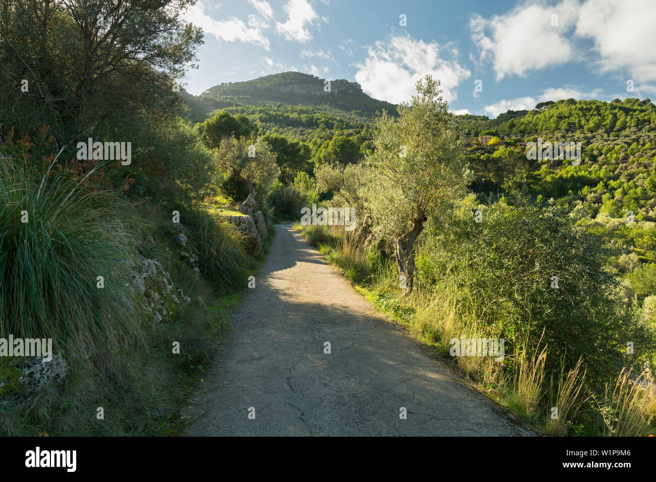 Soller olive grove hi-res stock photography and images - Alamy