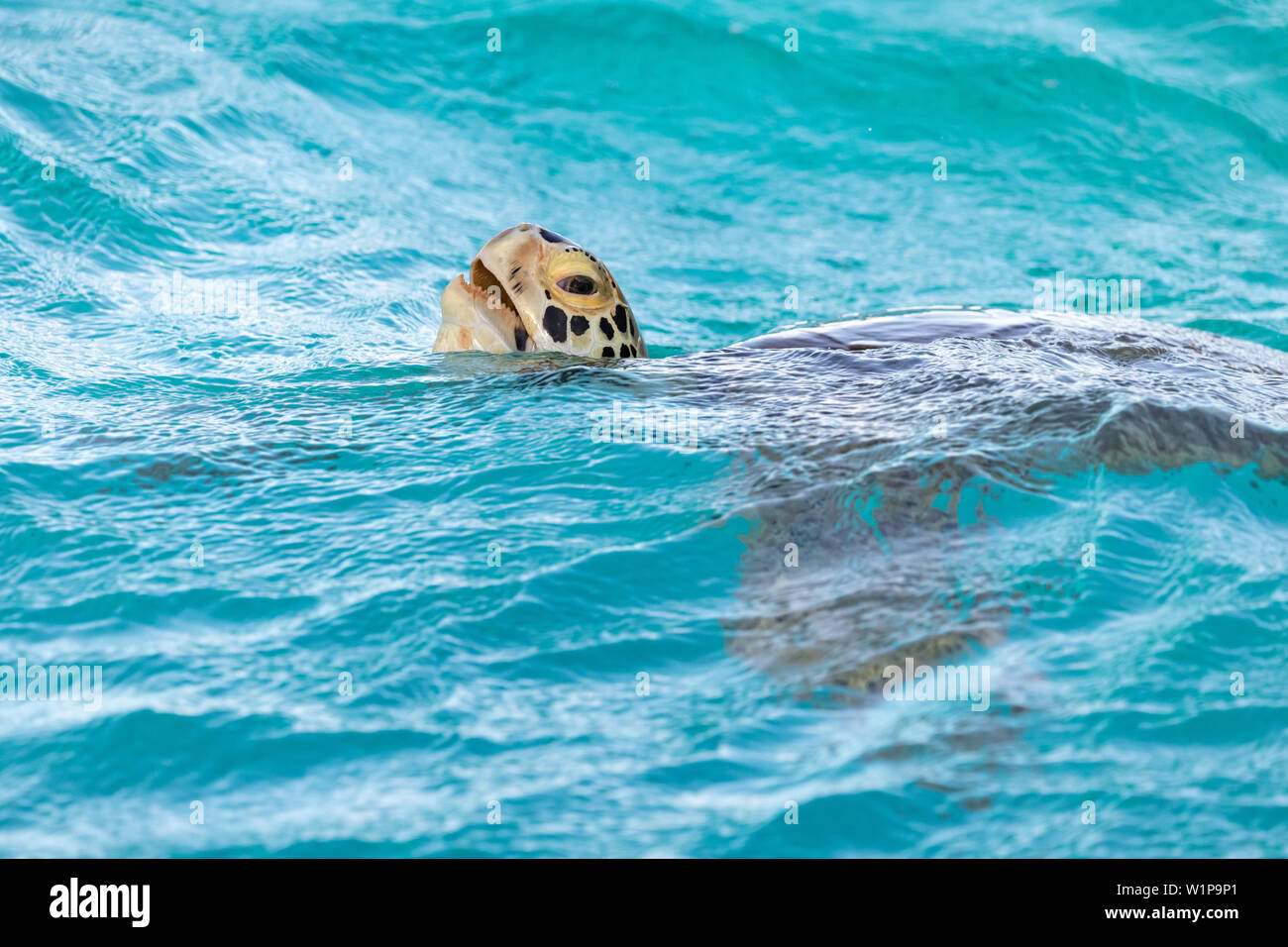Saint Vincent and the Grenadines, green turtle, Tobago Cays Stock Photo ...