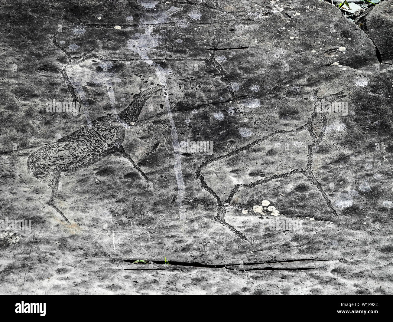 Rock paintings, petroglyph, petrograph, Altai, Siberia, Russia Stock ...