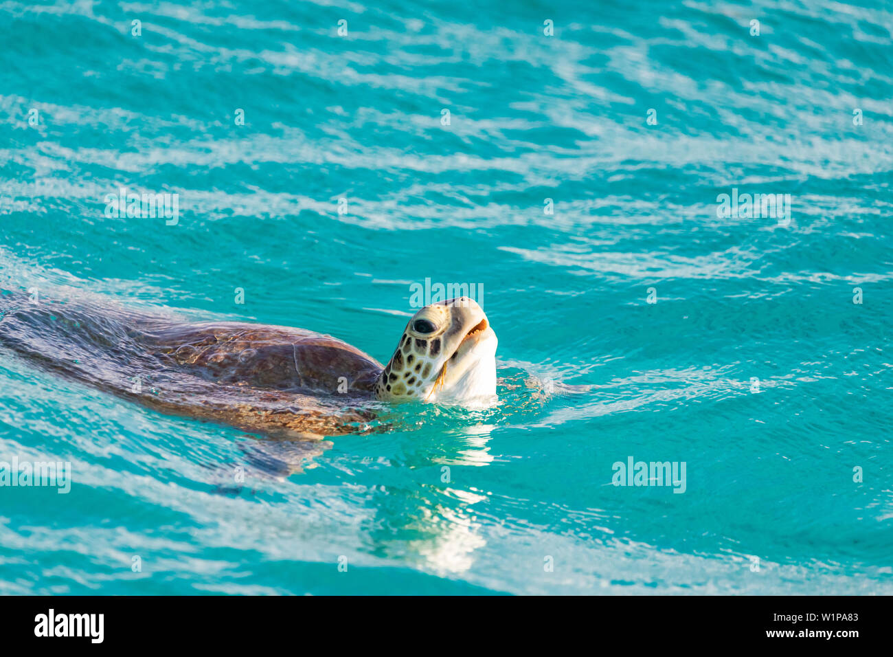 Grenadines caribbean turtle hi-res stock photography and images - Alamy