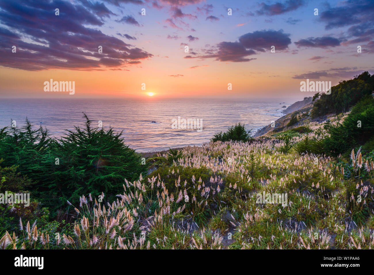 Reed by sunset hi-res stock photography and images - Alamy