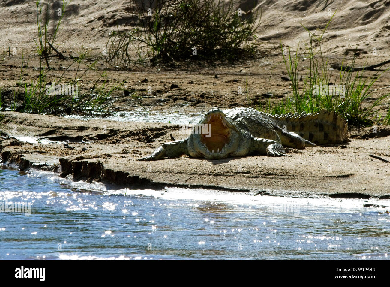 Crocodile tail movement hi-res stock photography and images - Alamy
