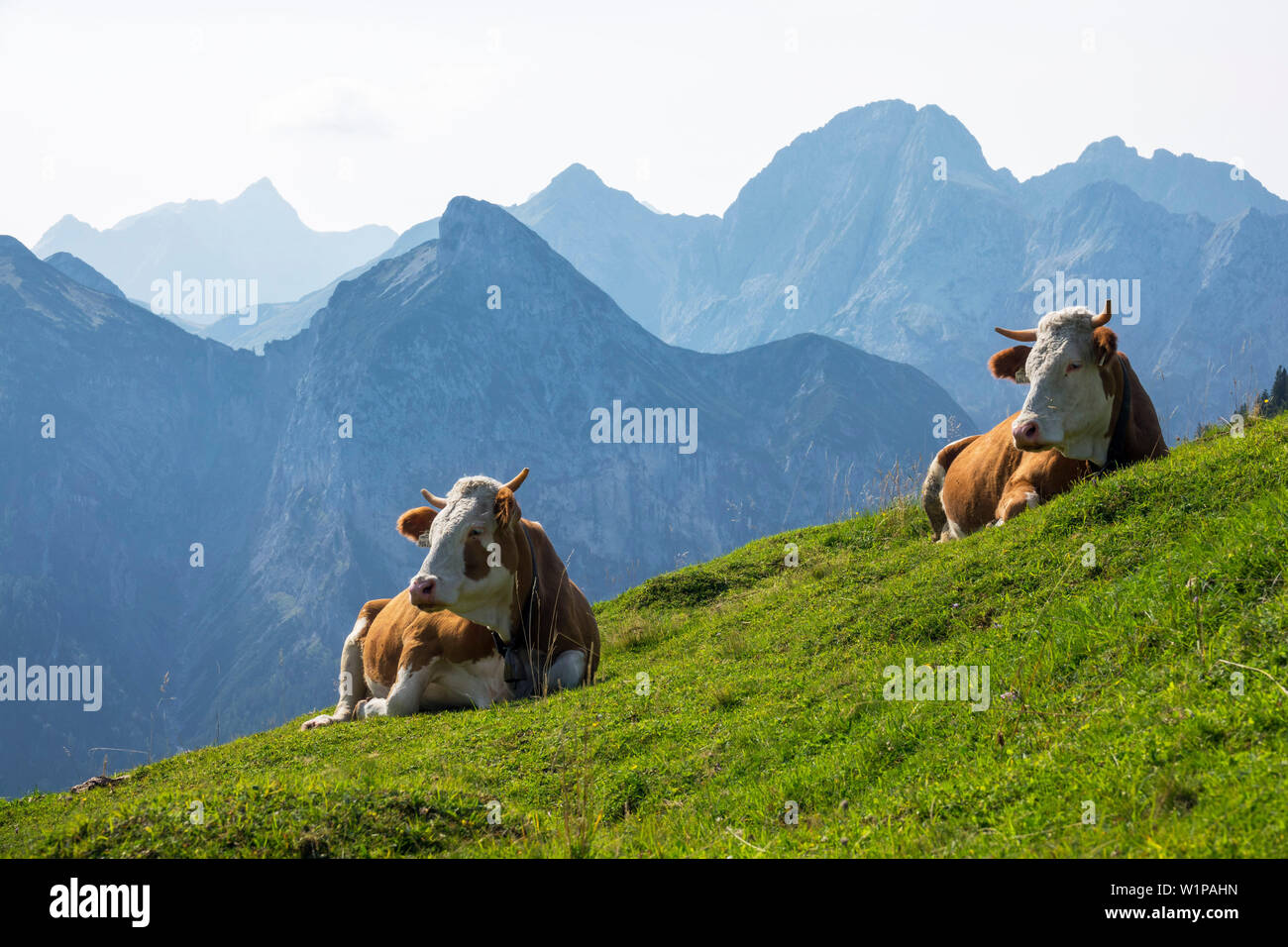 cows, cattle, Alps, Austria, Europe Stock Photo - Alamy