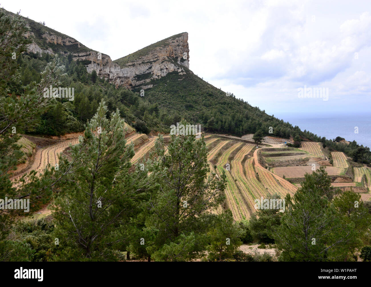 Cassis vineyard hi-res stock photography and images - Alamy