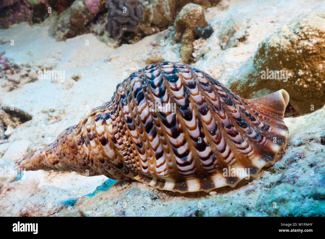 Giant Triton Shell, Charonia tritonis, Christmas Island, Australia ...