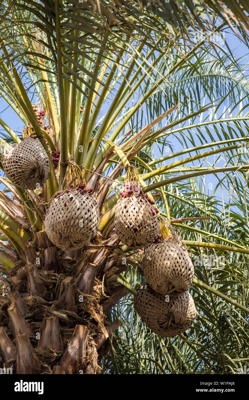 Bam dates hi-res stock photography and images - Alamy