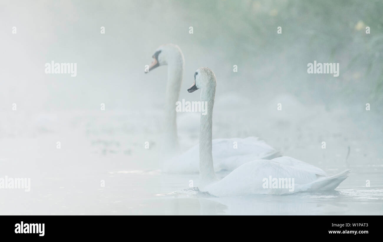 Mut symbol hi-res stock photography and images - Alamy