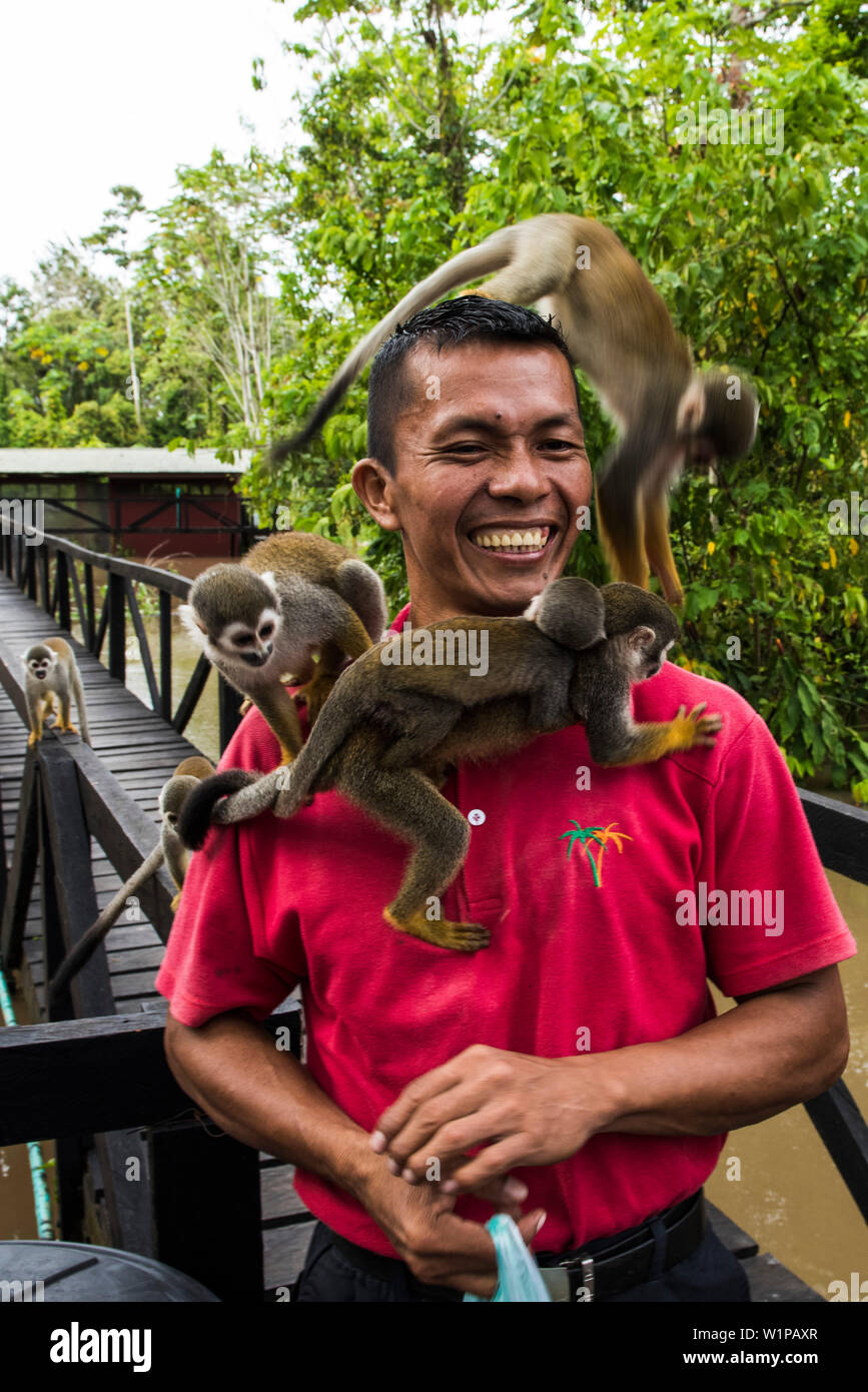 Common squirrel monkeys (Saimiri sciureus) swarm to a park-ranger ...