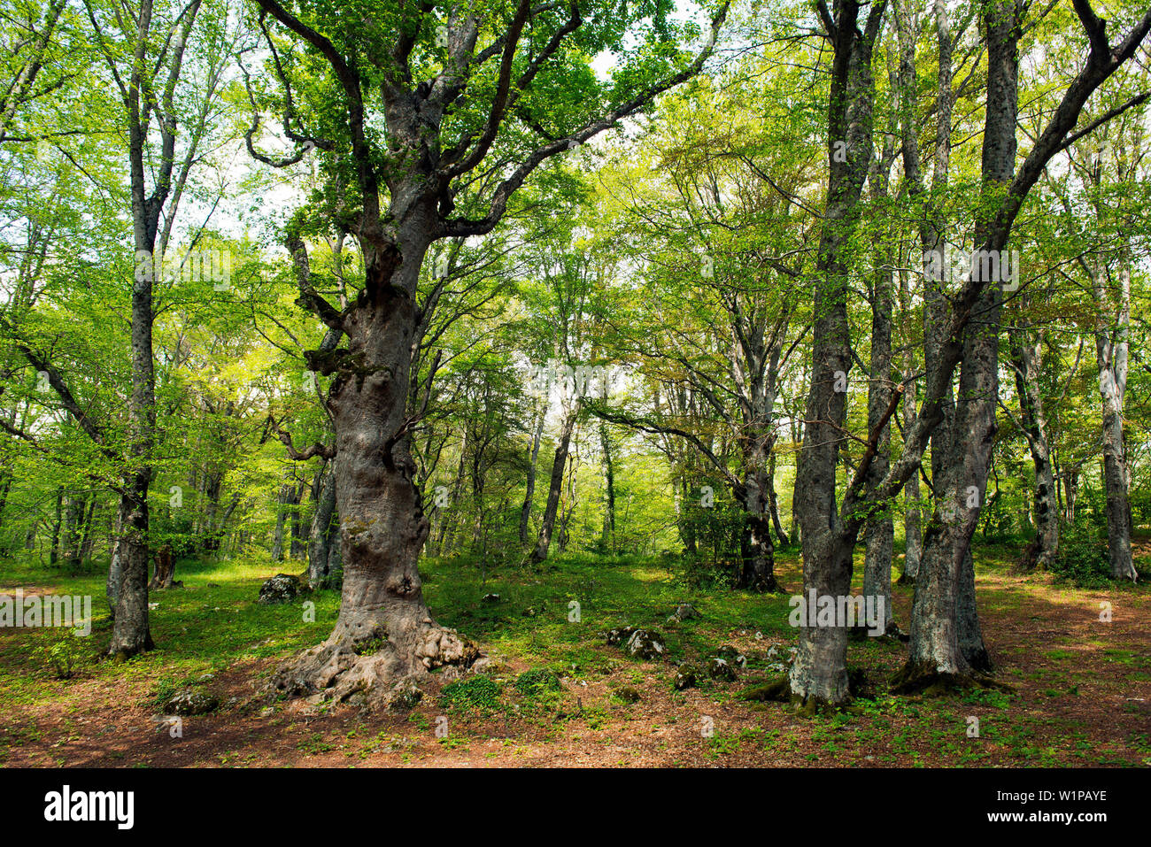 A forests of ancient beech trees near the hermitage of Eremo di St ...