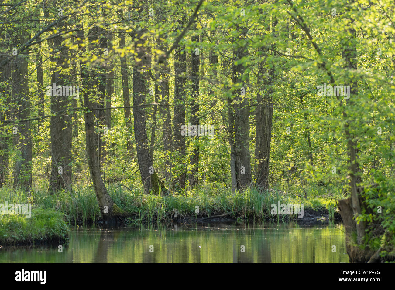 The spreewald in spring hi-res stock photography and images - Alamy