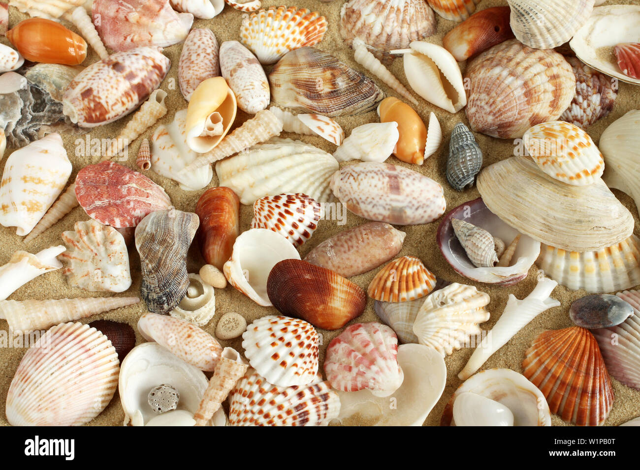 Sea shells and mussels on the sand Stock Photo - Alamy