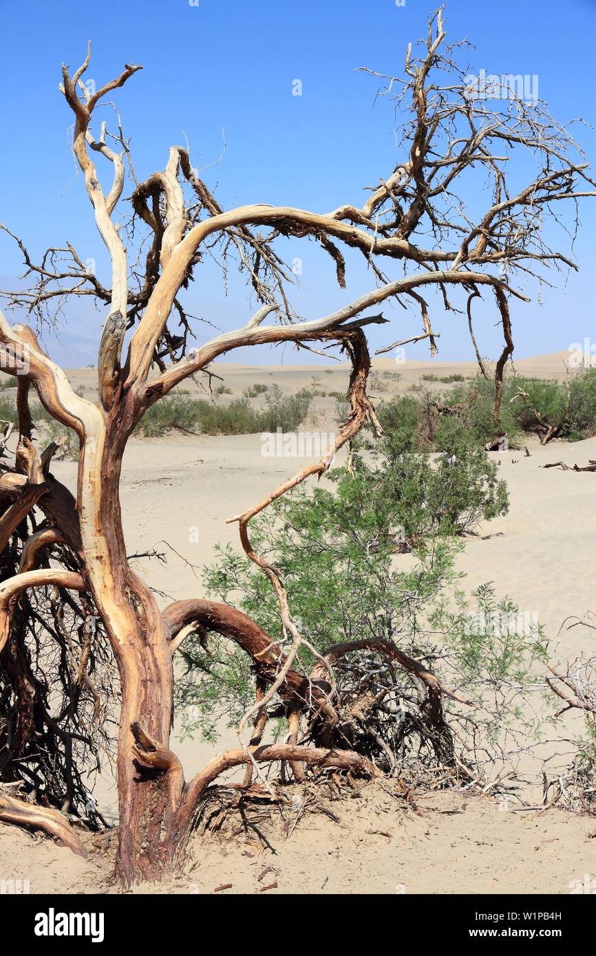Death Valley National Park. Mojave Desert in California, USA. Inyo ...