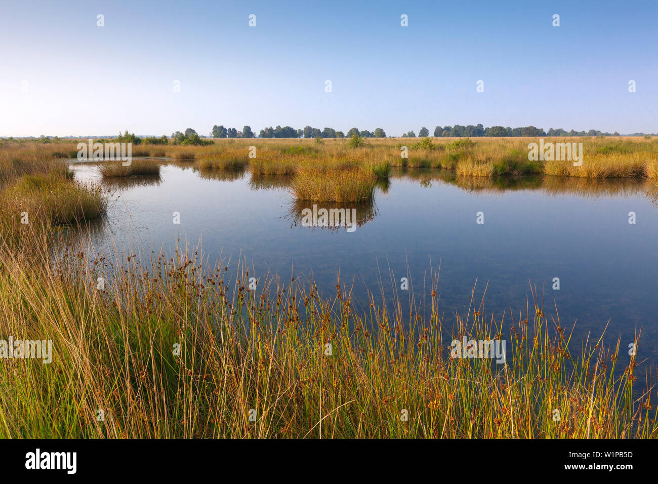 Moor in Nature reserve „Ewiges Meer“, East Friesland, Lower Saxony ...