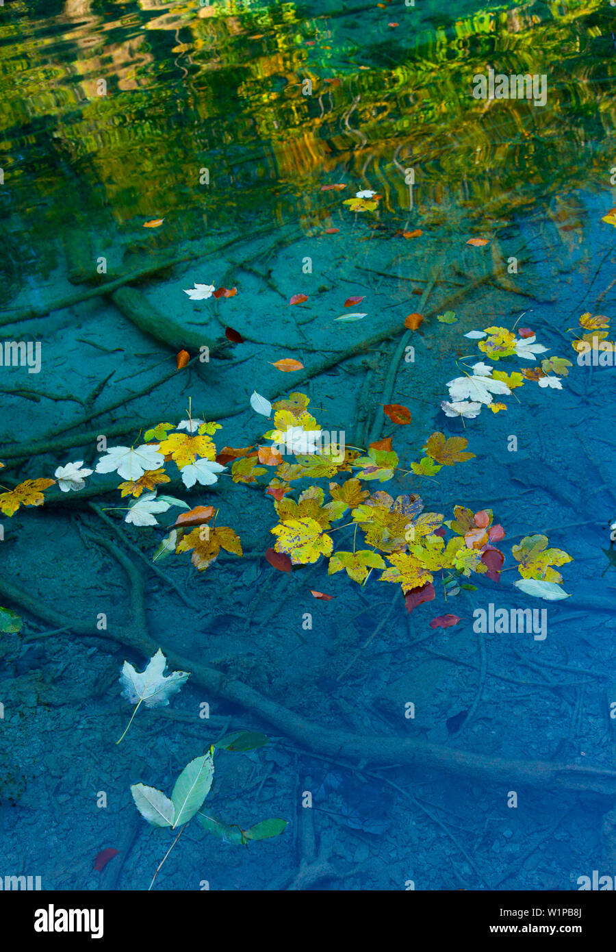 MAPLE - ARCE, Plitvice lakes National Park, Lika region, Croacia ...