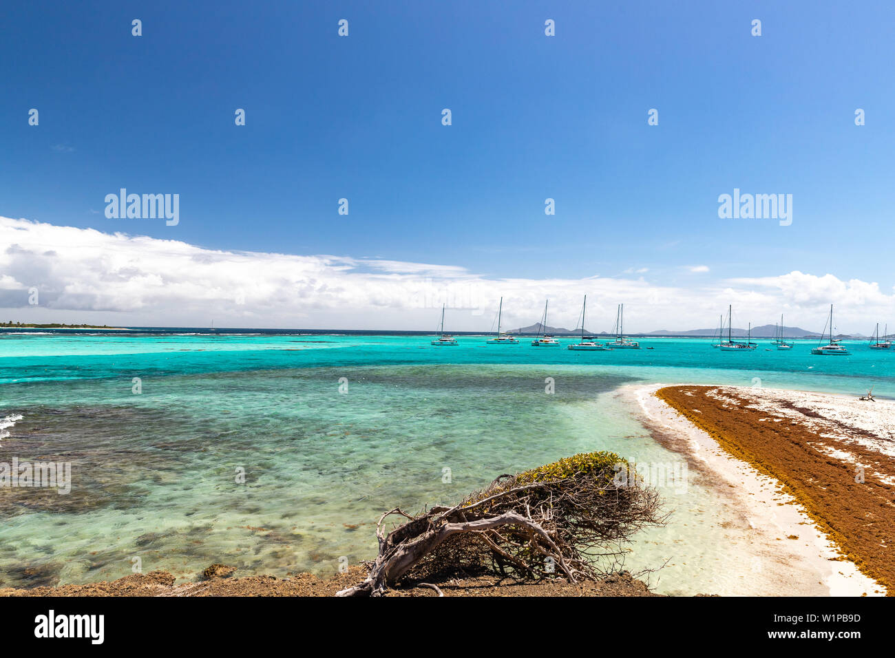 Saint Vincent and the Grenadines, Tobago Cays Stock Photo - Alamy