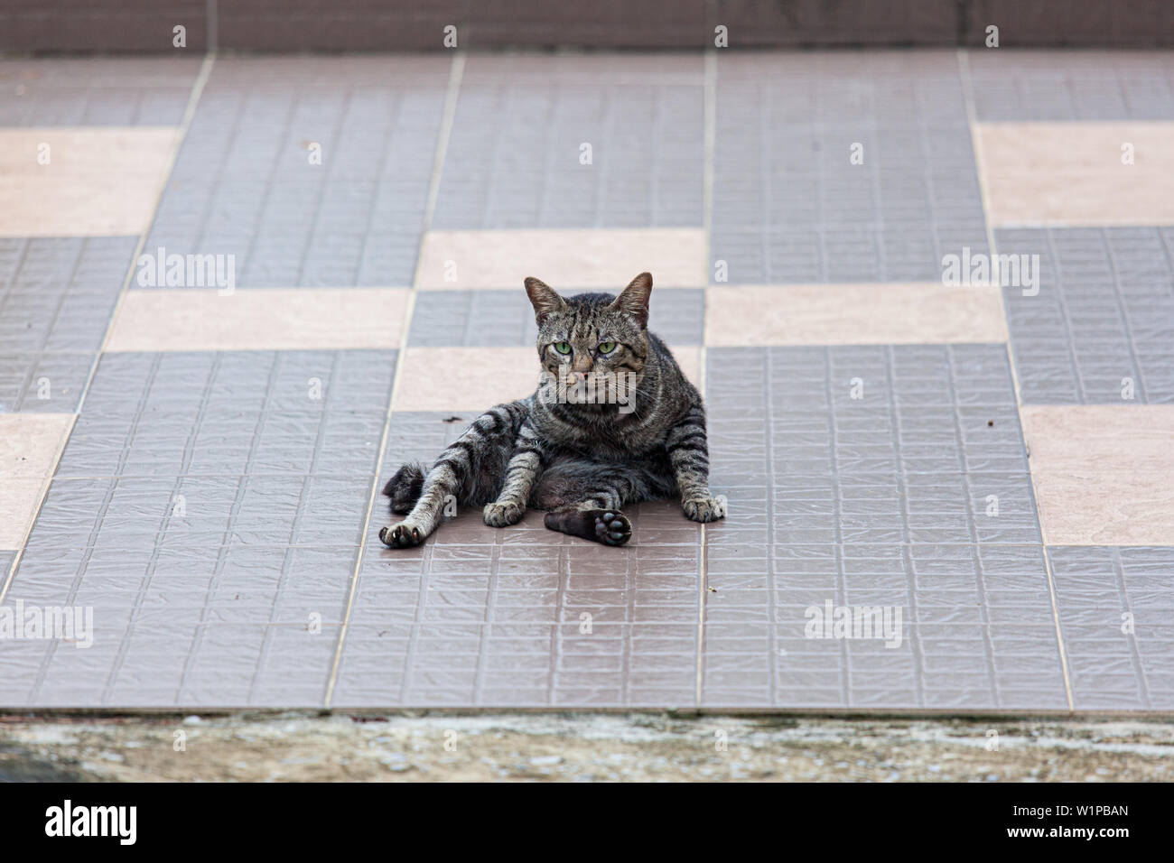 Adult grey tabby cat outside Stock Photo - Alamy