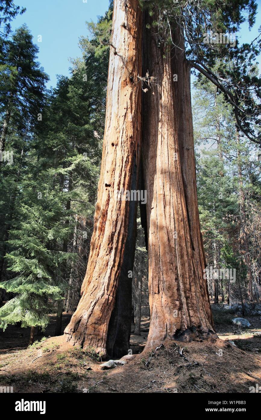 Giant Sequoia National Monument Stock Photos & Giant Sequoia National ...